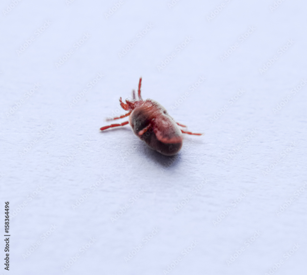 Red velvet mite on white sheet of paper. Macro shooting of velvet ...
