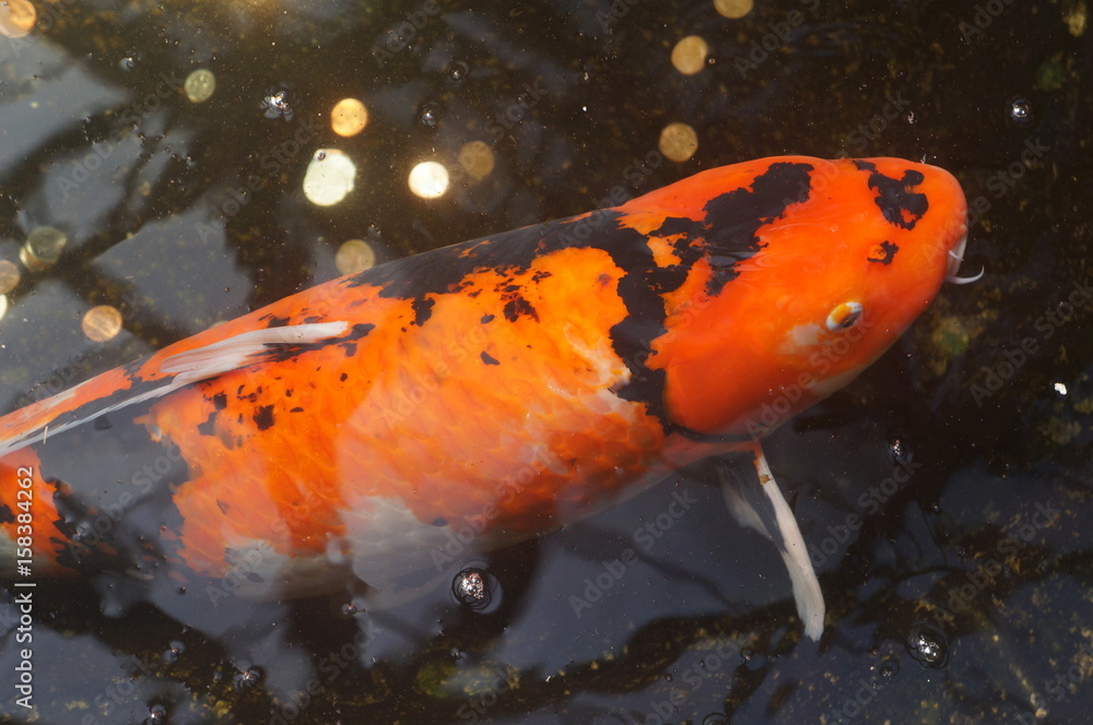 Orange And Black Koi