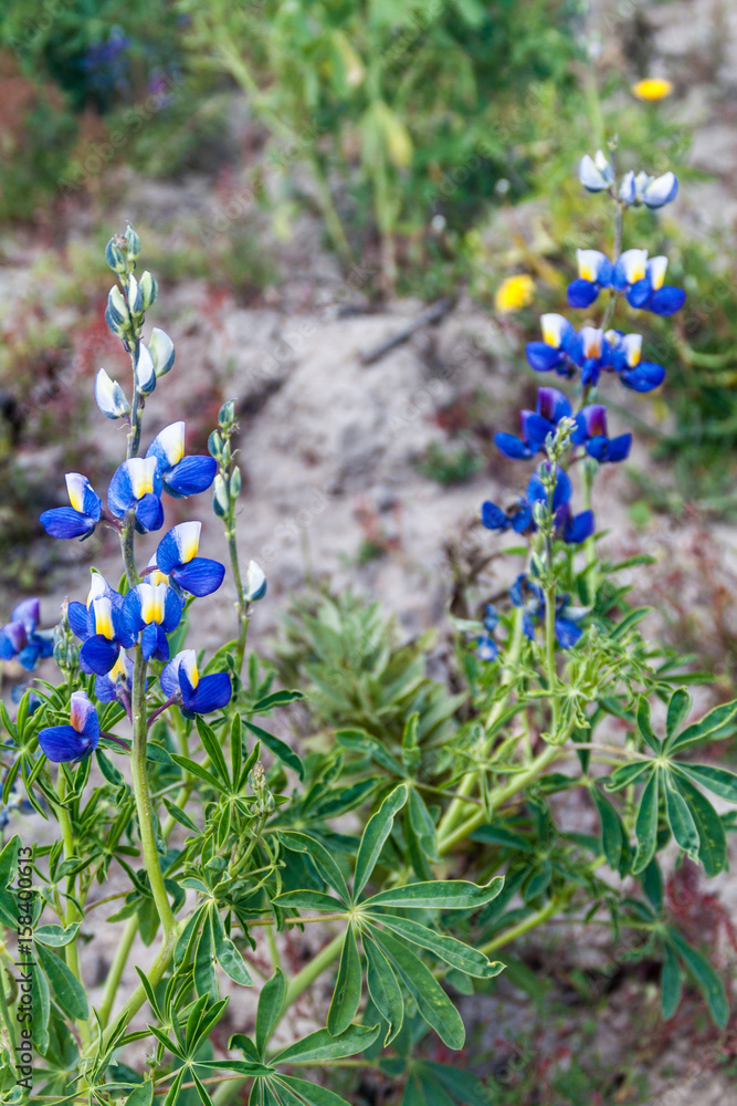 Lupinus mutabilis, species of lupin grown in the Andes, mainly for its ...