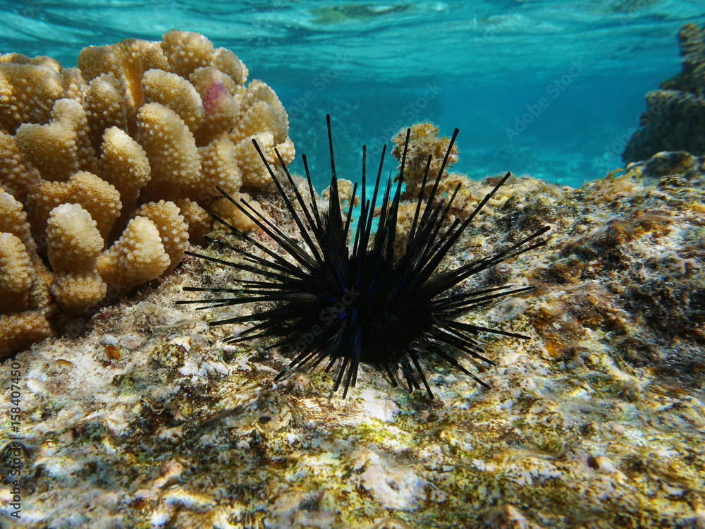 Sea urchin Echinothrix diadema, commonly called diadema urchin or blue ...