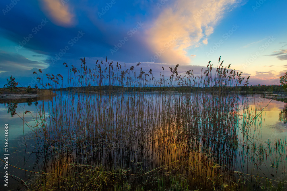 Reed off the coast of the island. Reed against a beautiful sky. Karelia ...