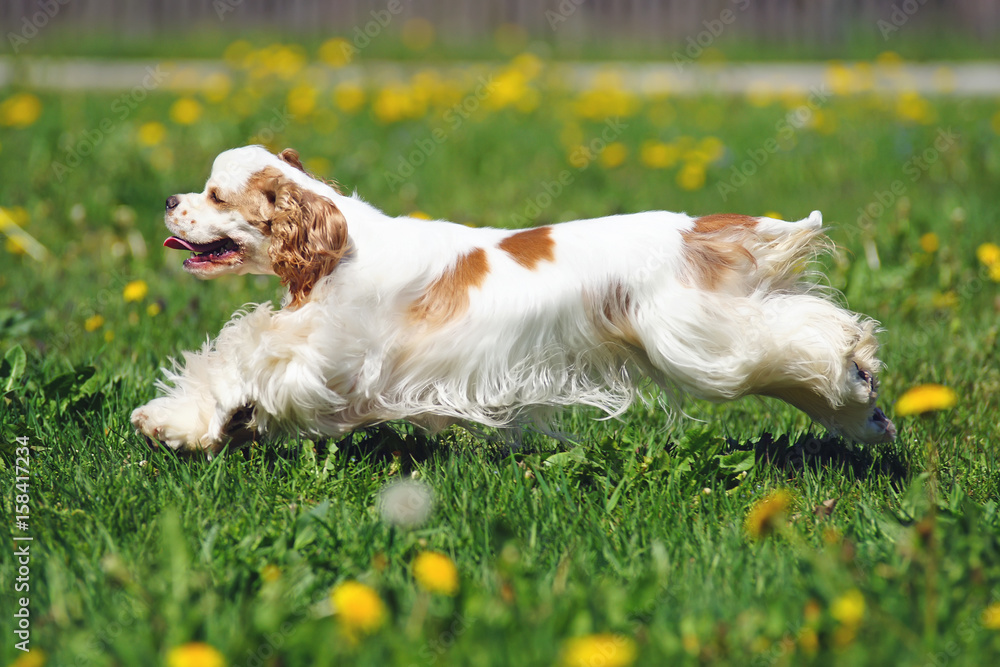 Can You Run With A Cocker Spaniel