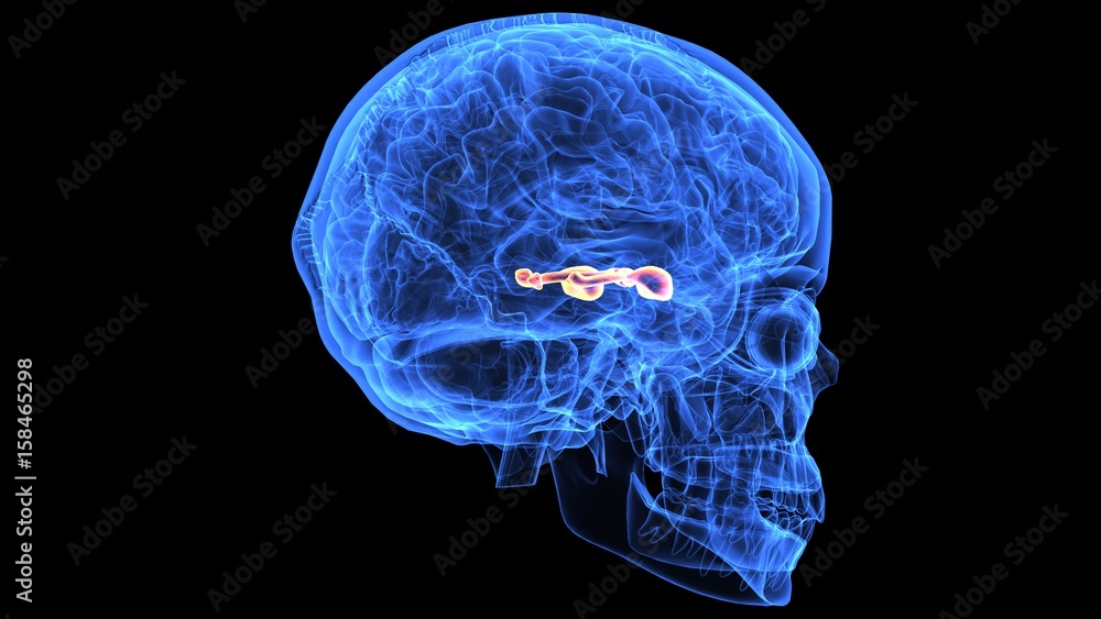 3d illustration of human body brain anatomy parts Stock Illustration ...