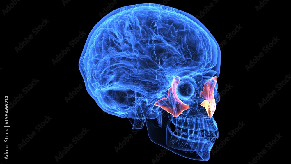 3d illustration human body brain and skeleton anatomy parts Stock ...