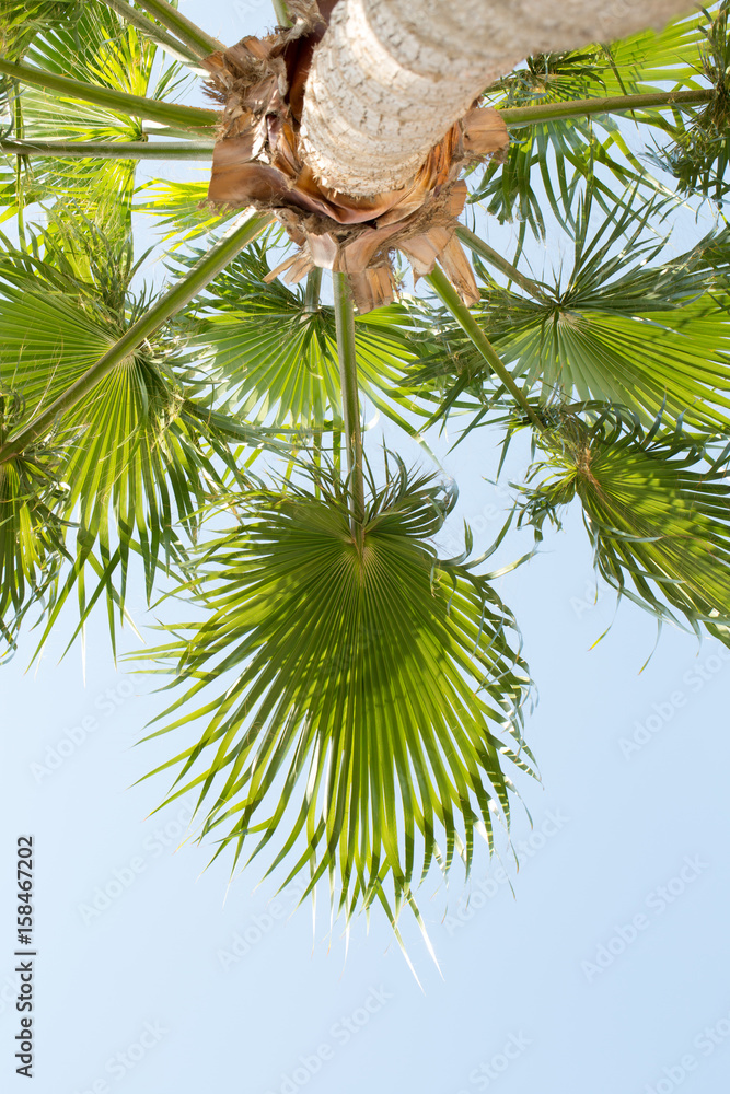 Palm view from below Stock-Foto | Adobe Stock