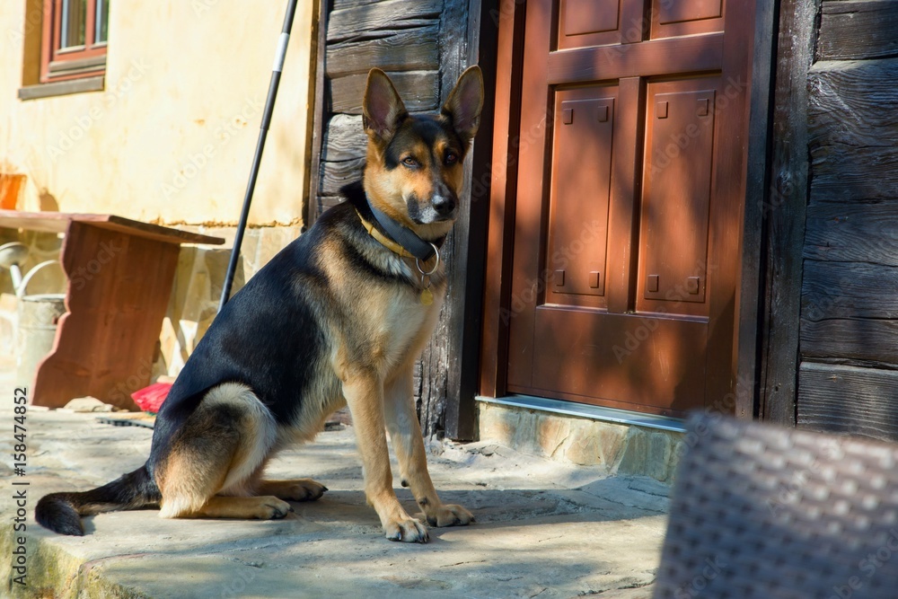 German shepherd dog watches the door of the house. Stock Photo | Adobe ...