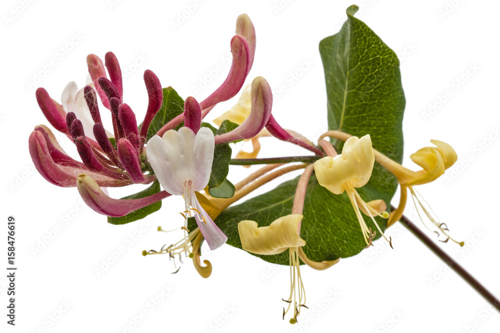 Flowers of honeysuckle, lat. Lonicera caprifolium, isolated on white ...