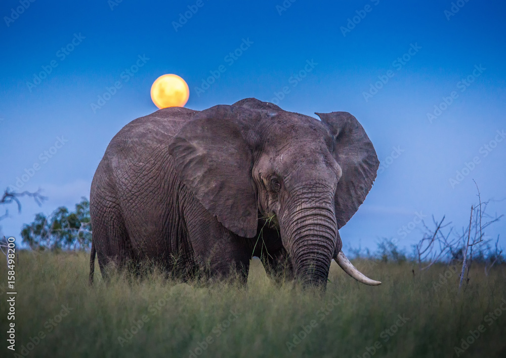 Africa Meadow And Moon
