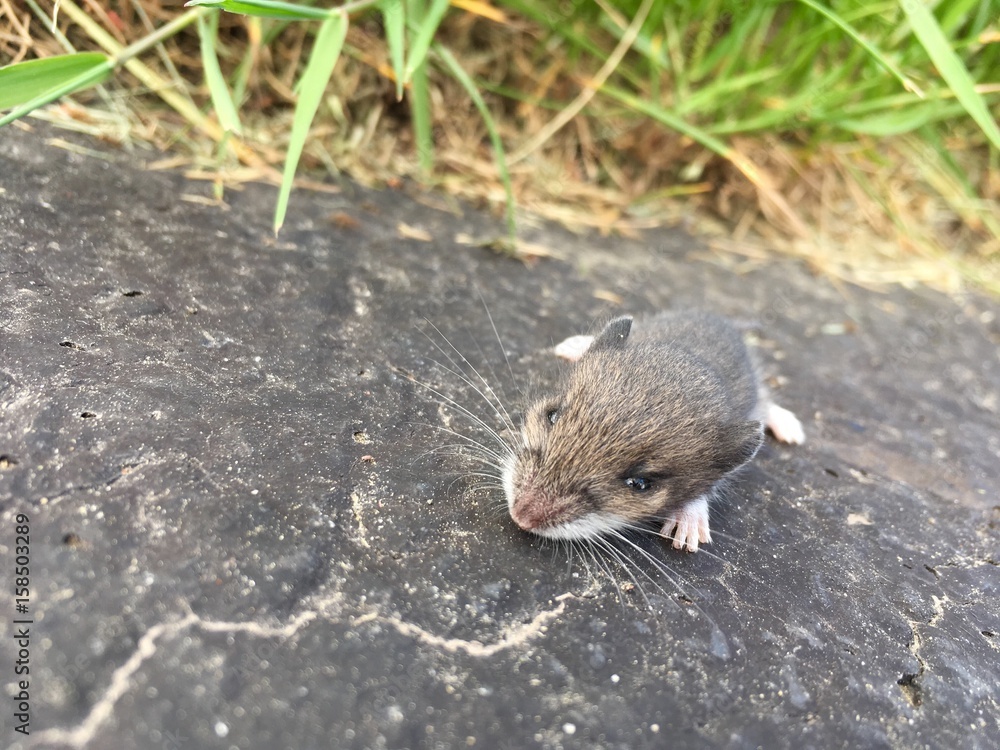 rongeur Stock Photo | Adobe Stock