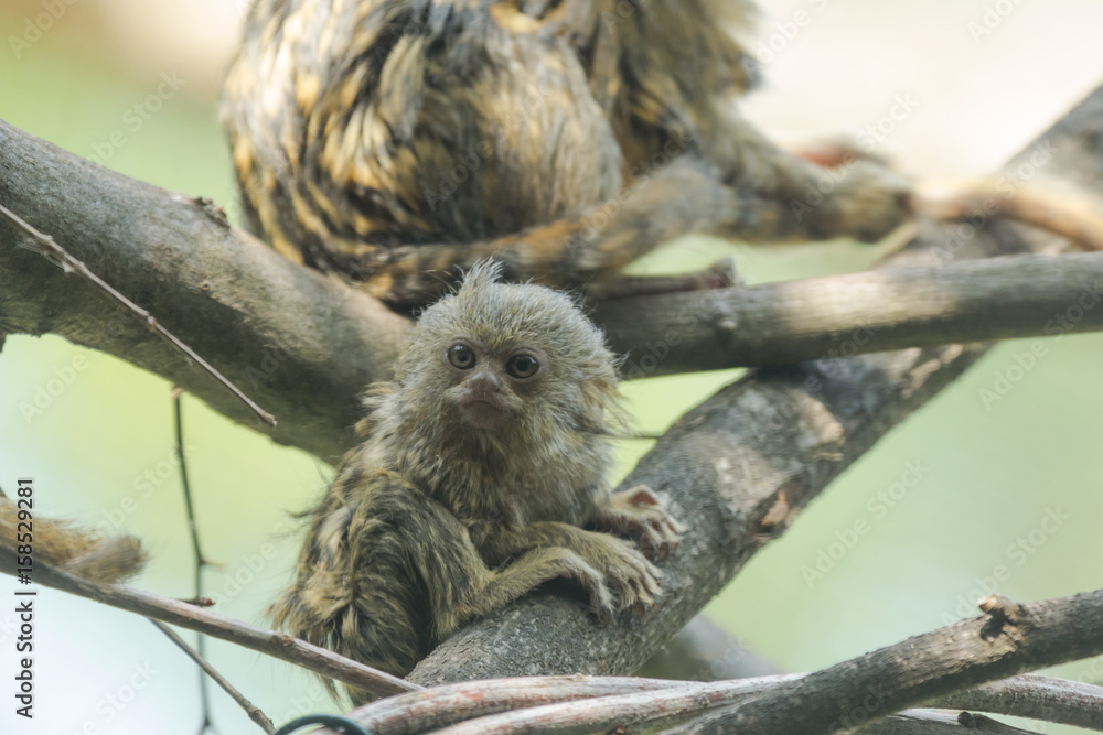 Foto Stock Uistitì pigmeo su un ramo | Adobe Stock