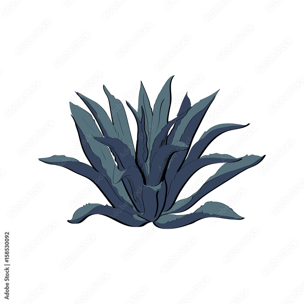 Blue agave hand drawn illustration in sketch style. Main tequila ...