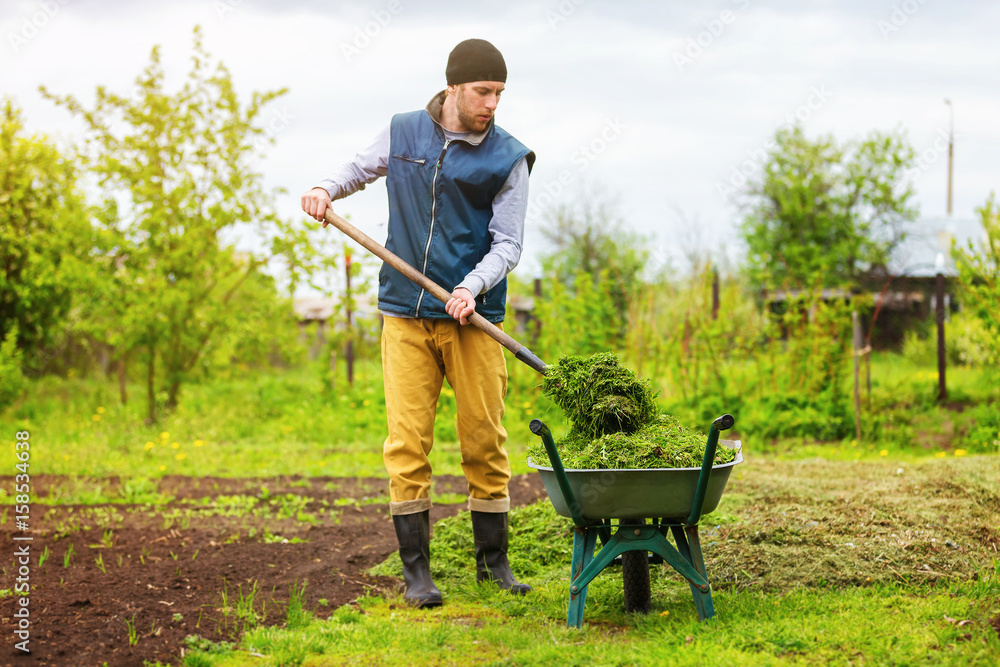 Male gardener is filling wheelbarrow with green grass using shovel at ...