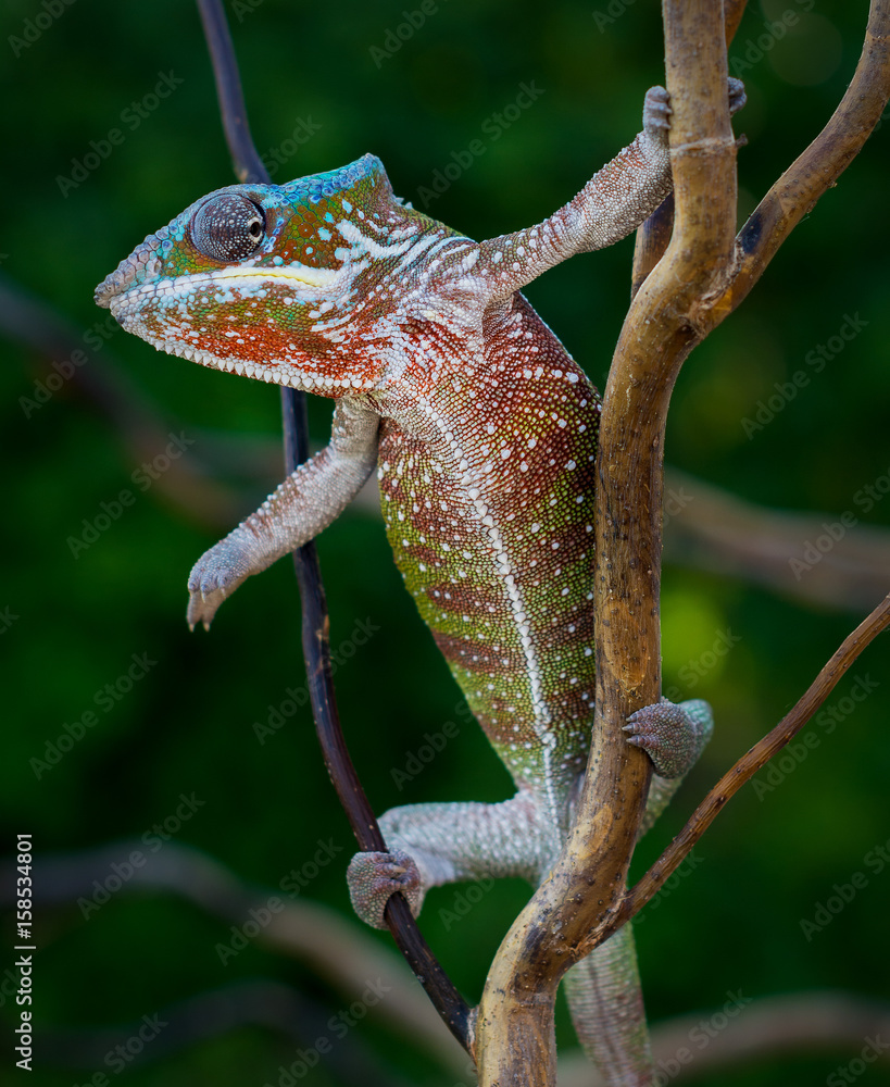 Panther chameleon, Furcifer pardalis Antalaha lizard from Madagascar ...