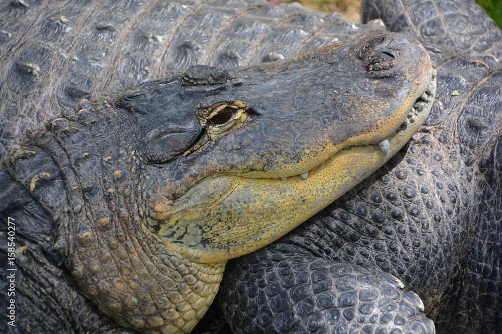 An alligator is a crocodilian in the genus Alligator of the family ...