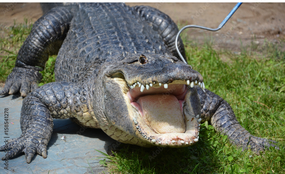An alligator is a crocodilian in the genus Alligator of the family ...