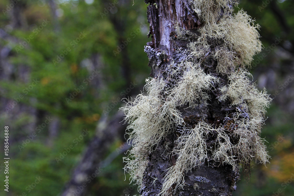 Lenga beech tree forest, Nothofagus Pumilio, Reserva Nacional Laguna ...