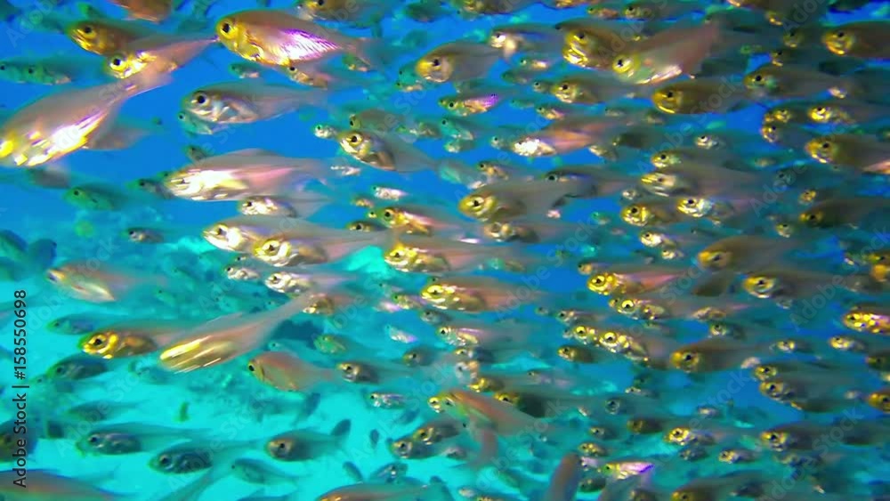 Underwater Glass-Fish. Picture of sweepers glassfish (Parapriacanthus ...