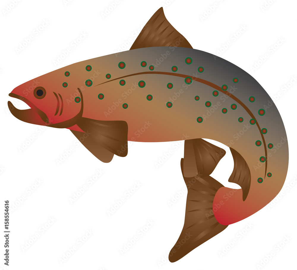 Brook Trout Color vector Illustration Stock Vector | Adobe Stock