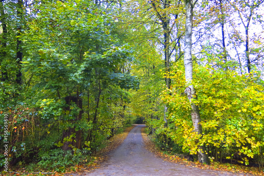 Autumn Impression from the Saxony forest, near Hamburg. Germany Stock ...