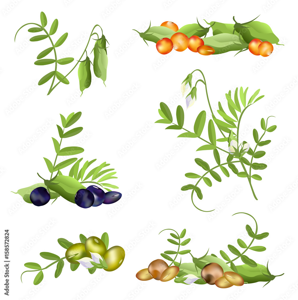 Lentil (Lens culinaris). Set of hand drawn vector illustrations of ...