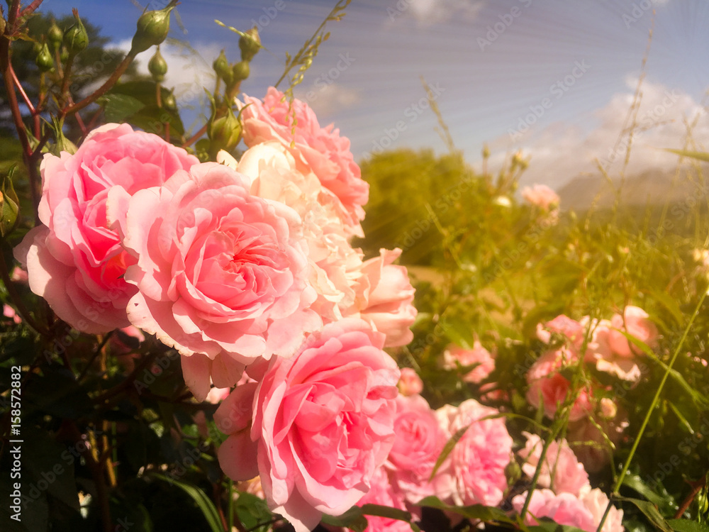 Colorful pink rose in garden with blue sky and clouds background and ...