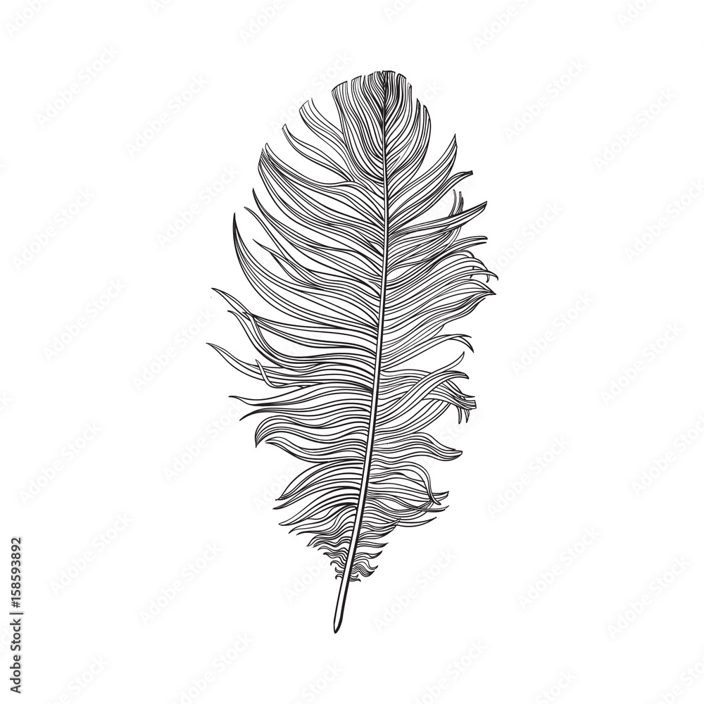 Hand drawn smoth black and white dove bird feather, sketch style vector ...