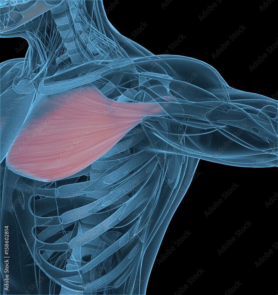 Medical muscle illustration of the pectoralis major. 3d illustration ...