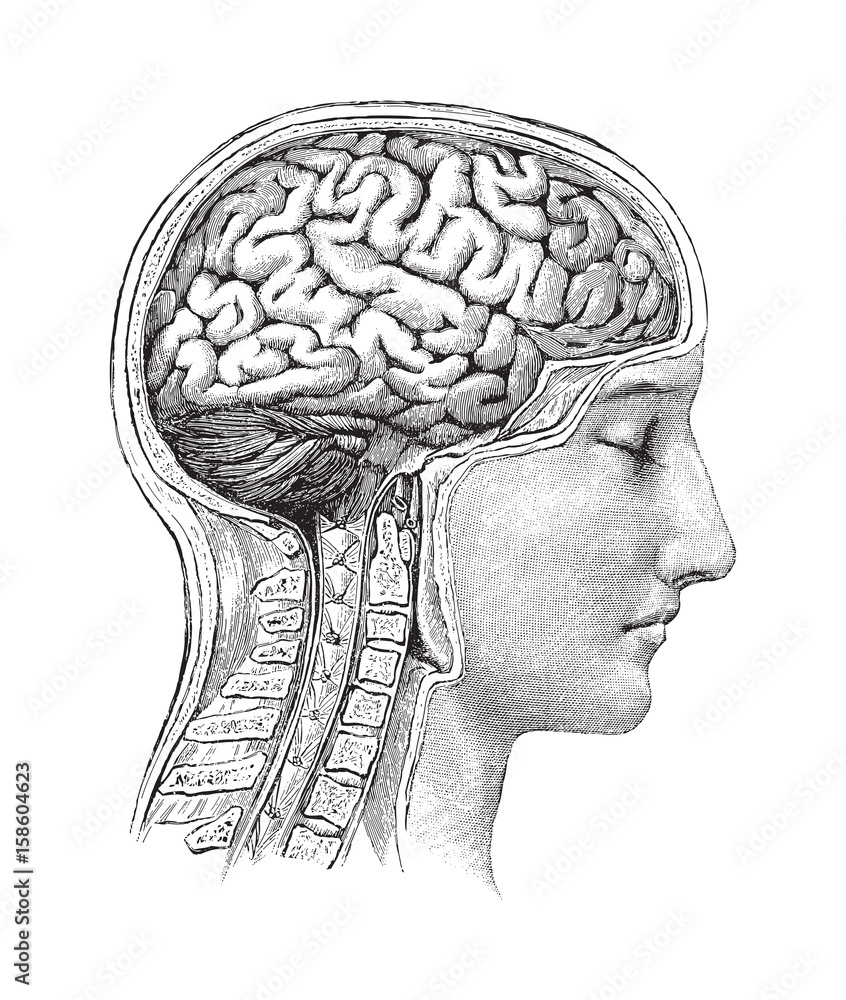 Human brain / vintage illustration Stock Vector | Adobe Stock Human brain / vintage illustration Stock Vector | Adobe Stock
