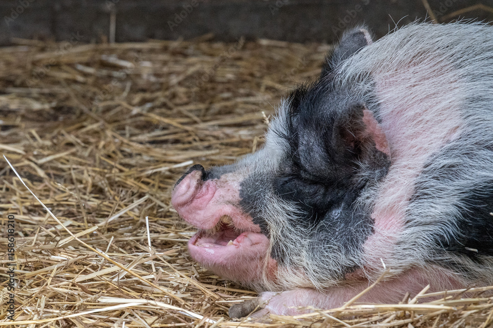 pink pig nose close up detail portrait Photos | Adobe Stock