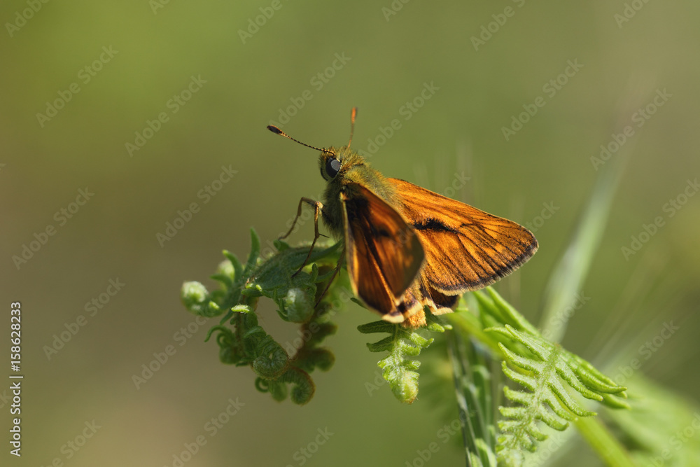 Petit papillon marron roux posé sur une fougère en lisière de forêt ...