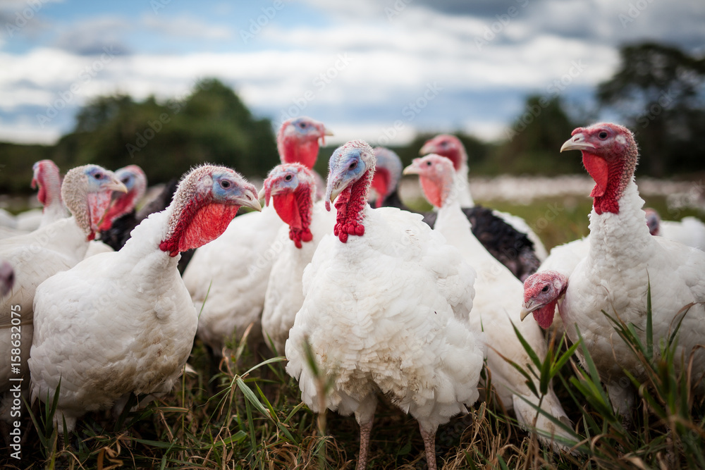 Turkeys Stock Photo | Adobe Stock