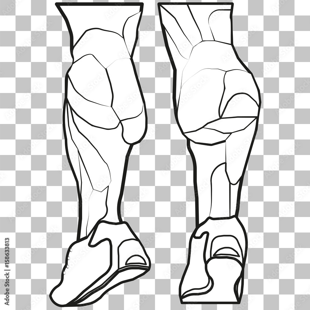 Vector image lower legs on a transparent background. leg muscles. Stock ...