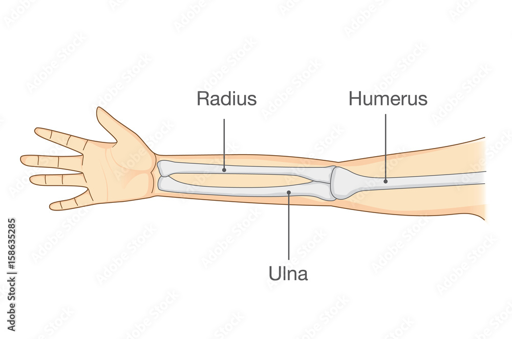 Anatomy of normal arm bone. Illustration about human body part in ...
