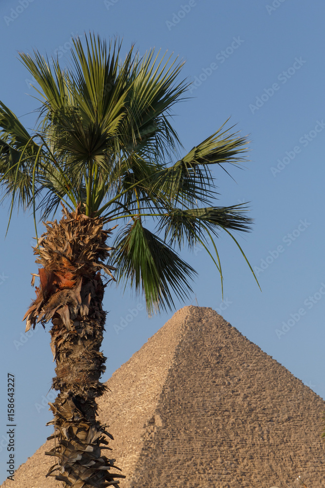 palm tree in front of great Pyramid in Giza, Egypt Stock Photo | Adobe ...