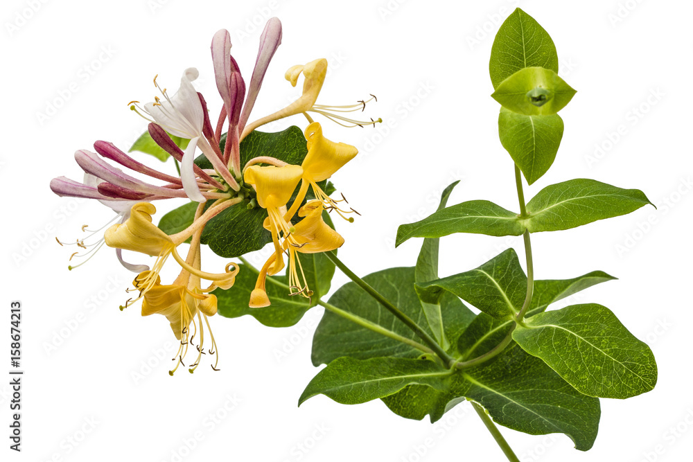 Lonicera Caprifolium