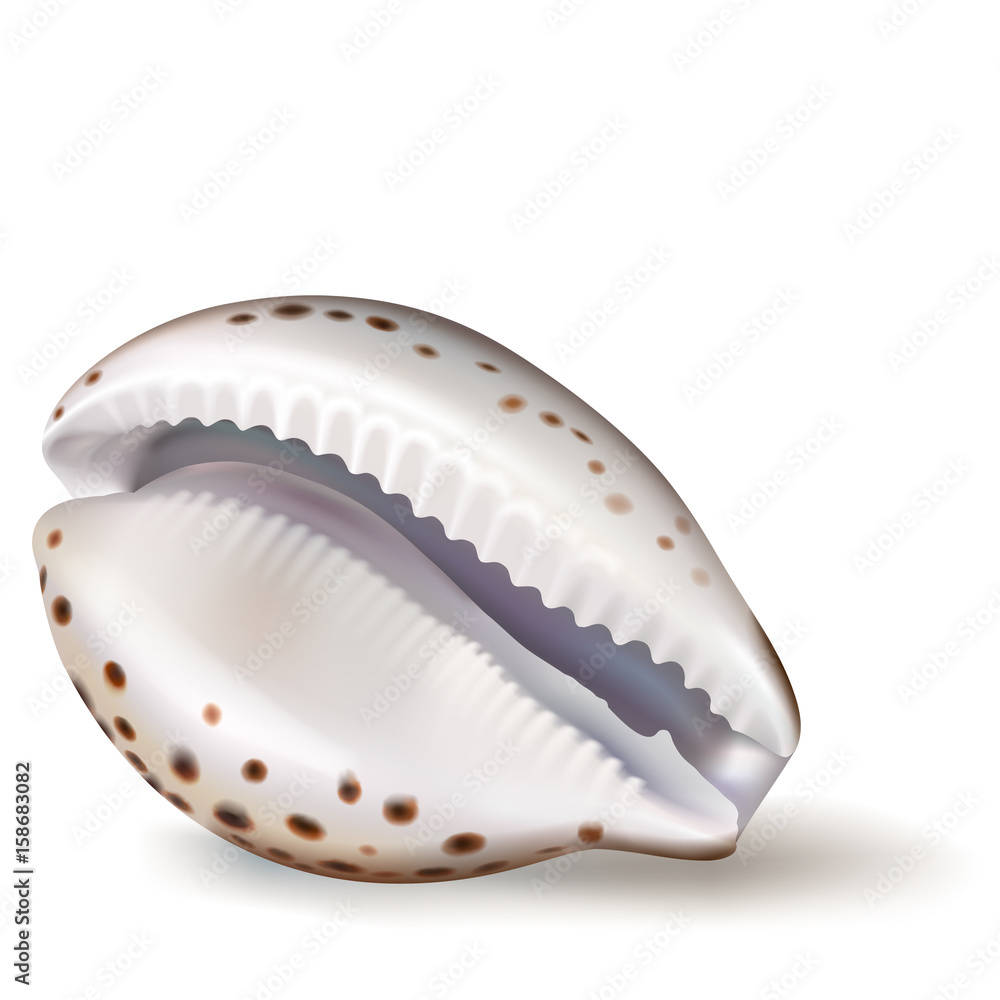 Vector illustration, badges, stickers, seashell cowrie in realistic ...