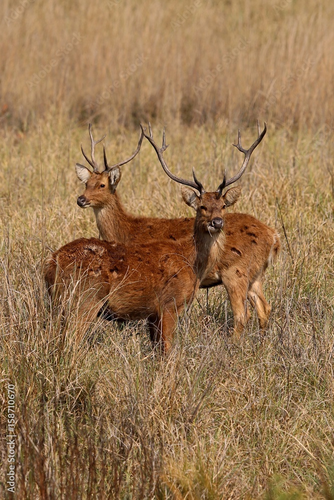 Barasingha deer in the nature habitat in India. Beautiful and big deers ...