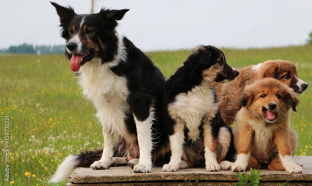Are Border Collies Good With Babies
