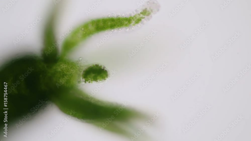 Hydra is a genus of small, fresh-water animals of the phylum Cnidaria ...