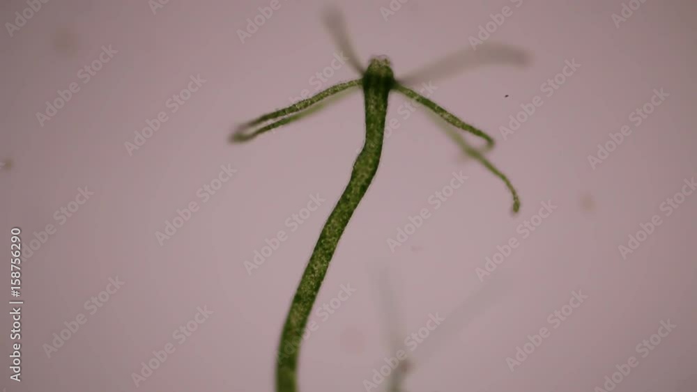 Hydra is a genus of small, fresh-water animals of the phylum Cnidaria ...