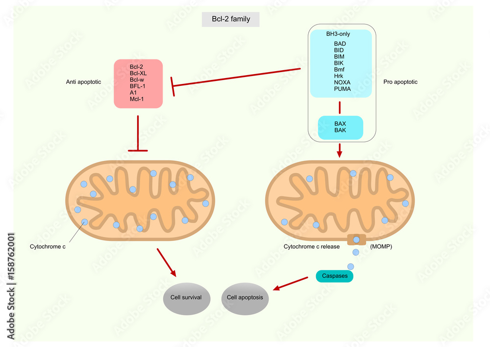 Outline of the Bcl-2 family, specific proteins that control apoptosis ...