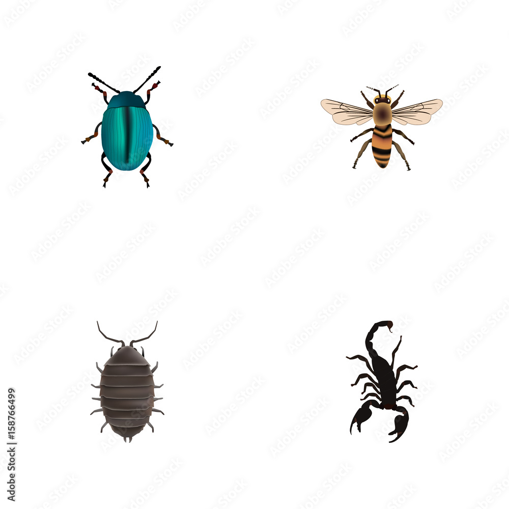 Realistic Poisonous, Wasp, Bug And Other Vector Elements. Set Of Bug ...