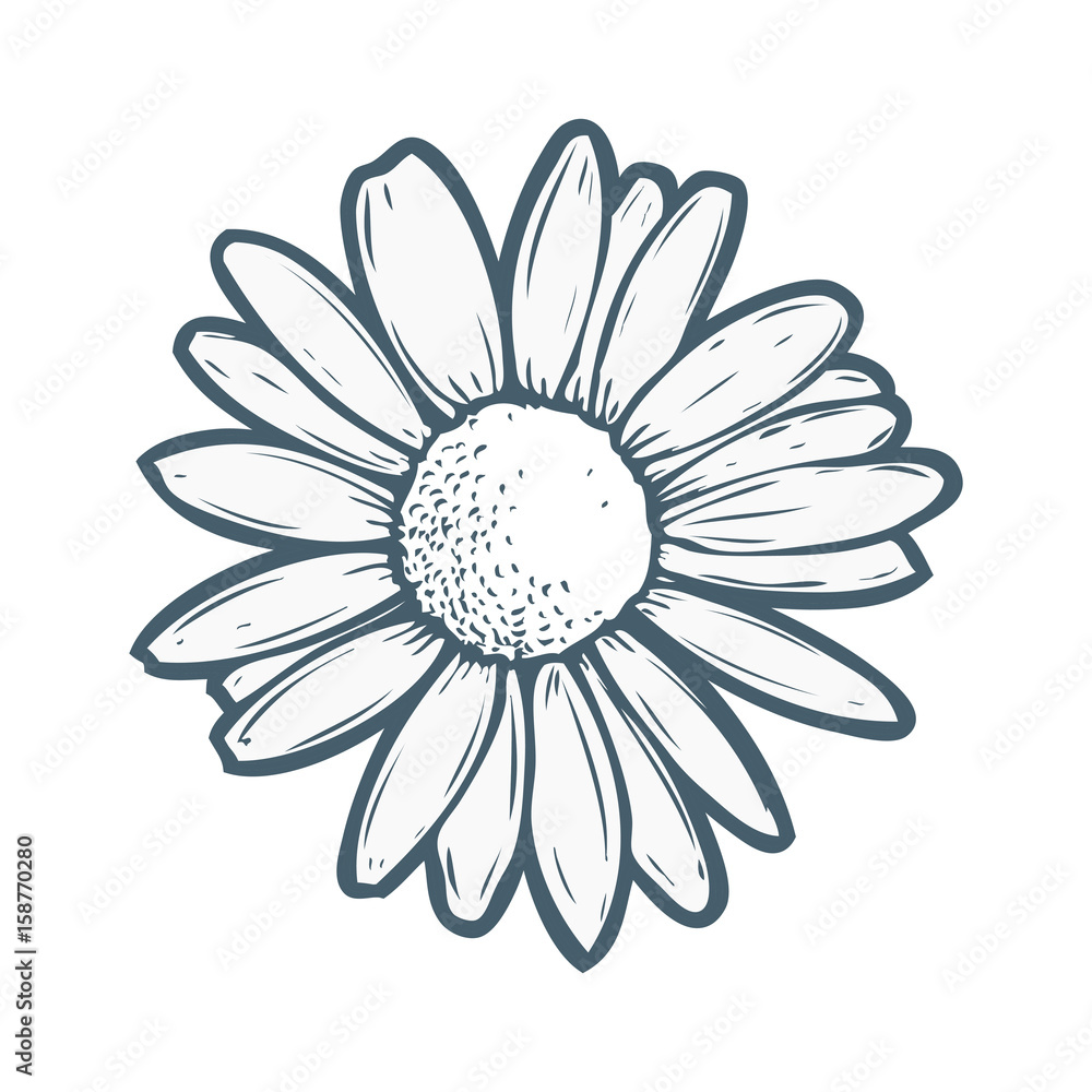 Chamomile Flower Vector