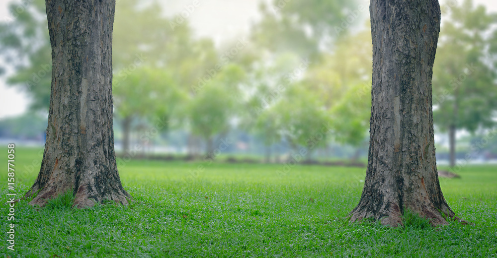 Green Nature Tree Wallpaper