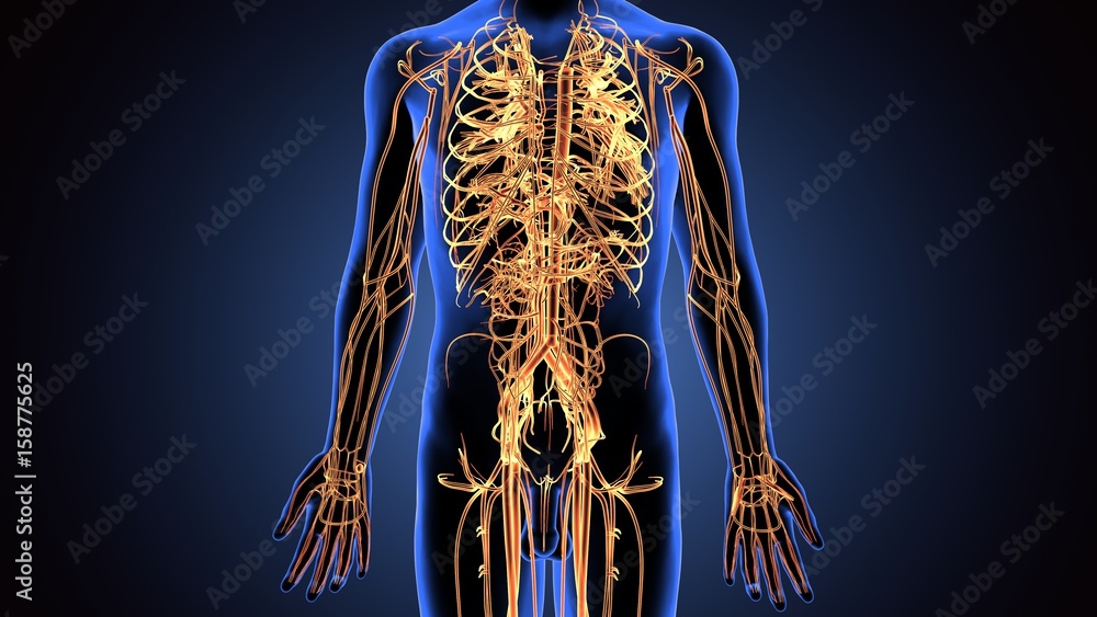 3d illustration of human body nerves system Stock Illustration | Adobe ...