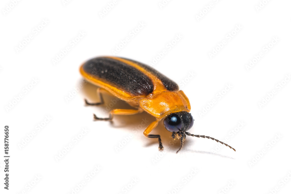 A firefly isolated on white background. Stock Photo | Adobe Stock