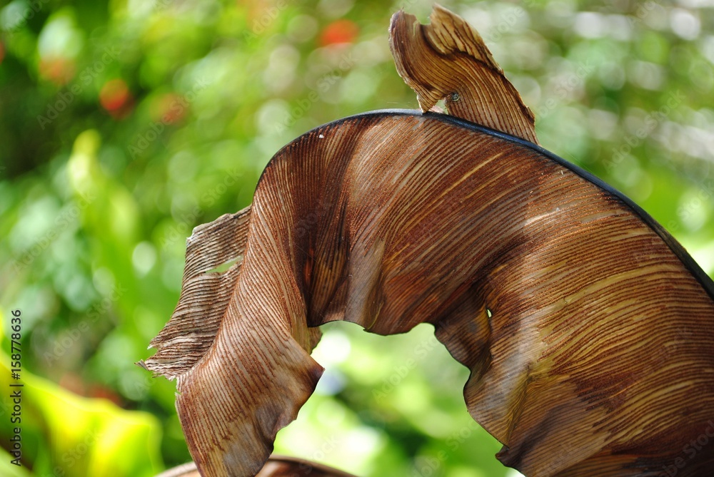 Dead banana leaf in bokeh background A dead banana leaf surrounded by ...
