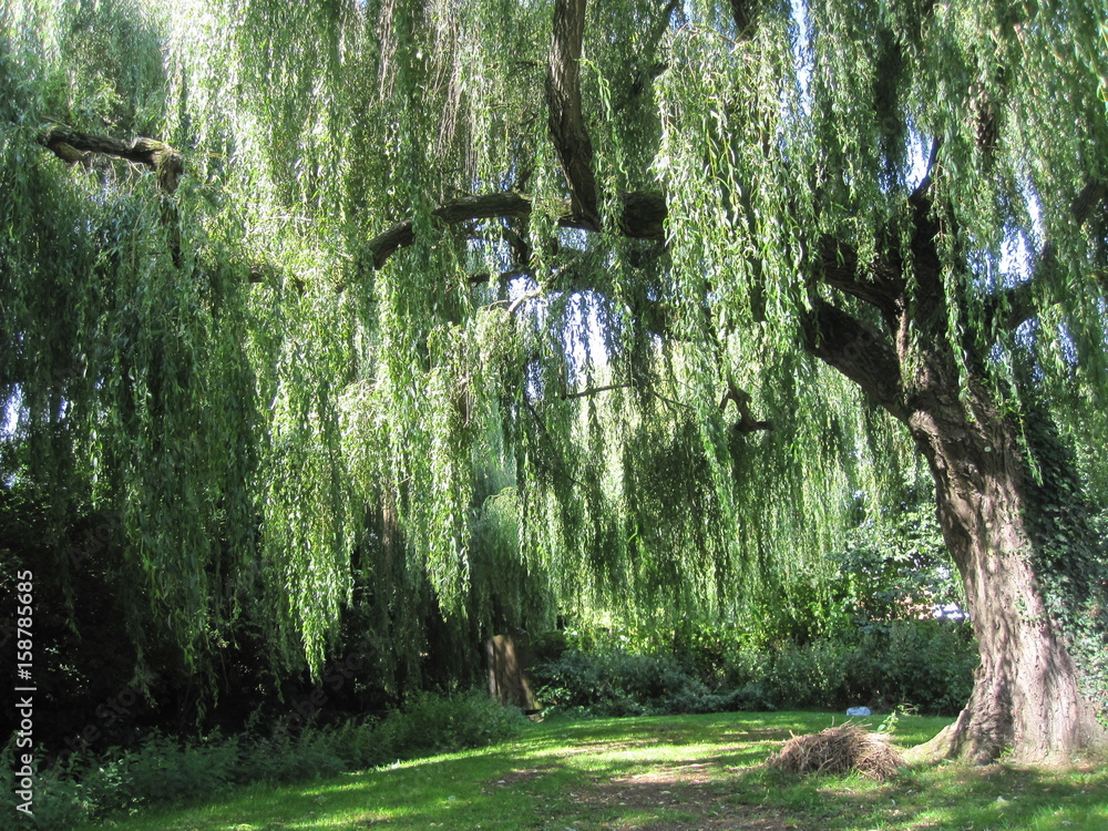 Willow Tree Stock Photo | Adobe Stock