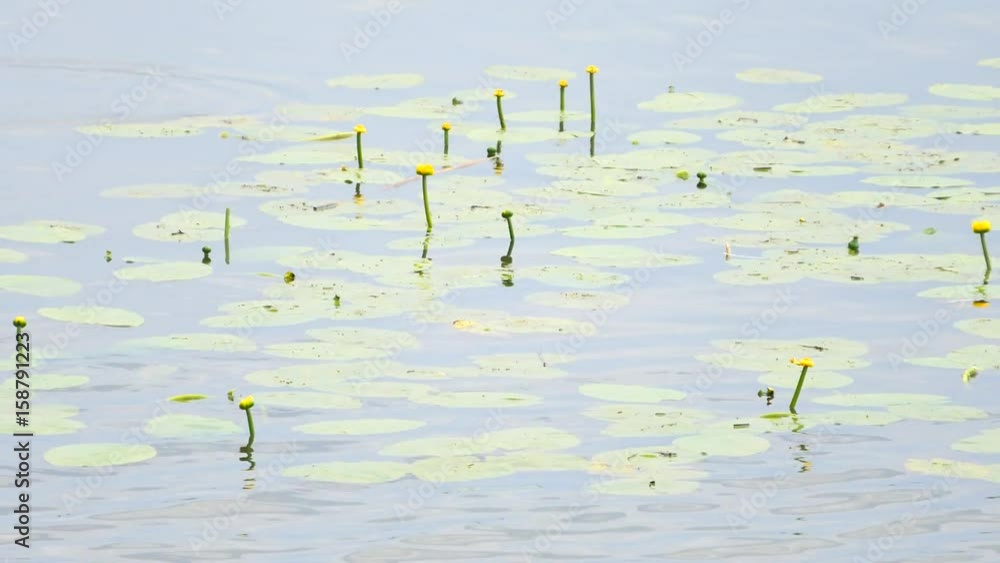 Wetland lake with big leaves and yellow flowering water lilies. The ...