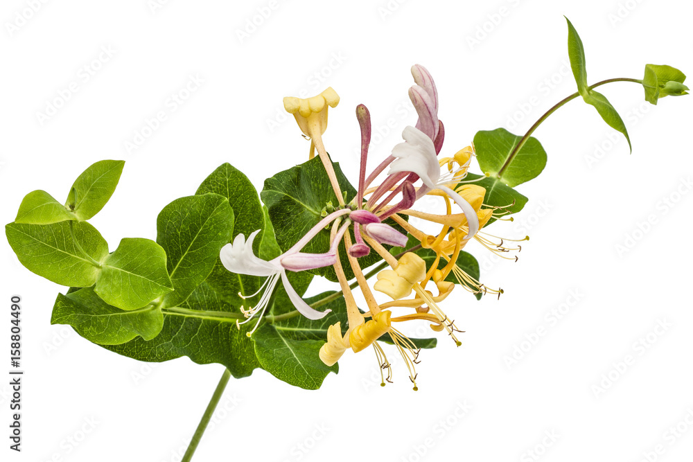 Lonicera Caprifolium